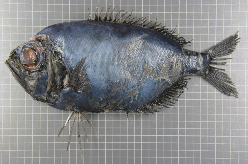 Cientistas encontram peixe tropical nas águas do Ártico e alertam para ...