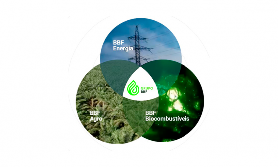Empresa brasileira Brasil BioFuels é a maior produtora de óleo de palma ...