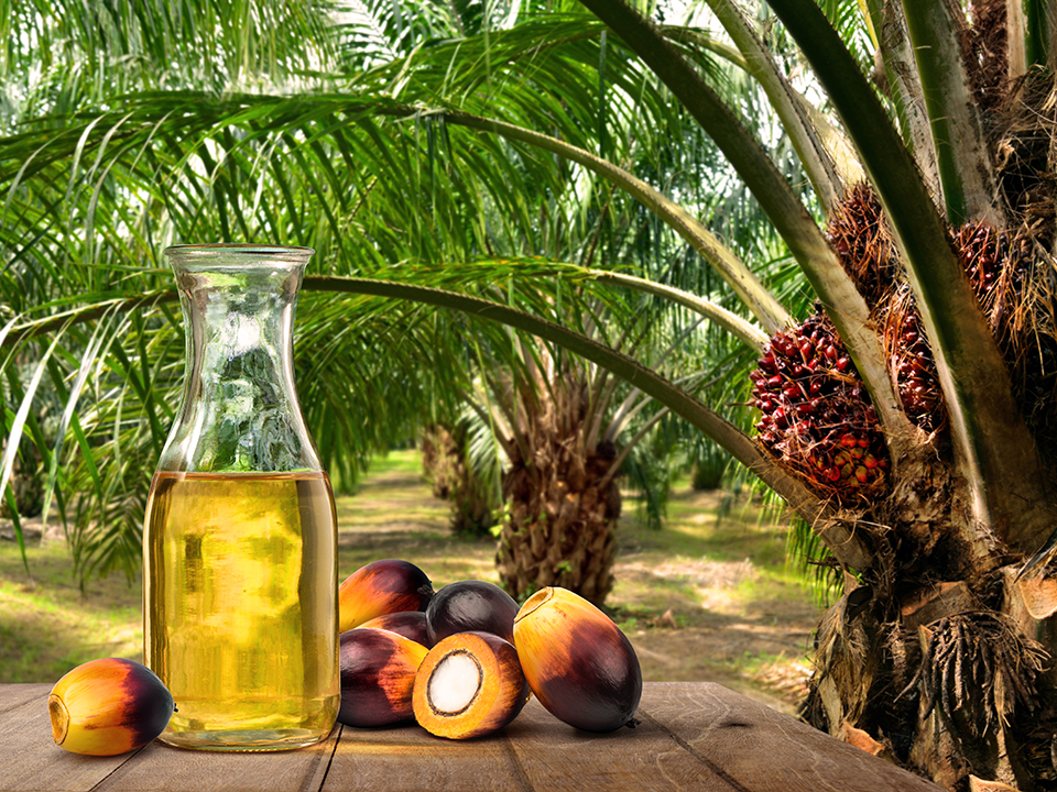 Você sabia que o Brasil é referência global no cultivo sustentável da ...