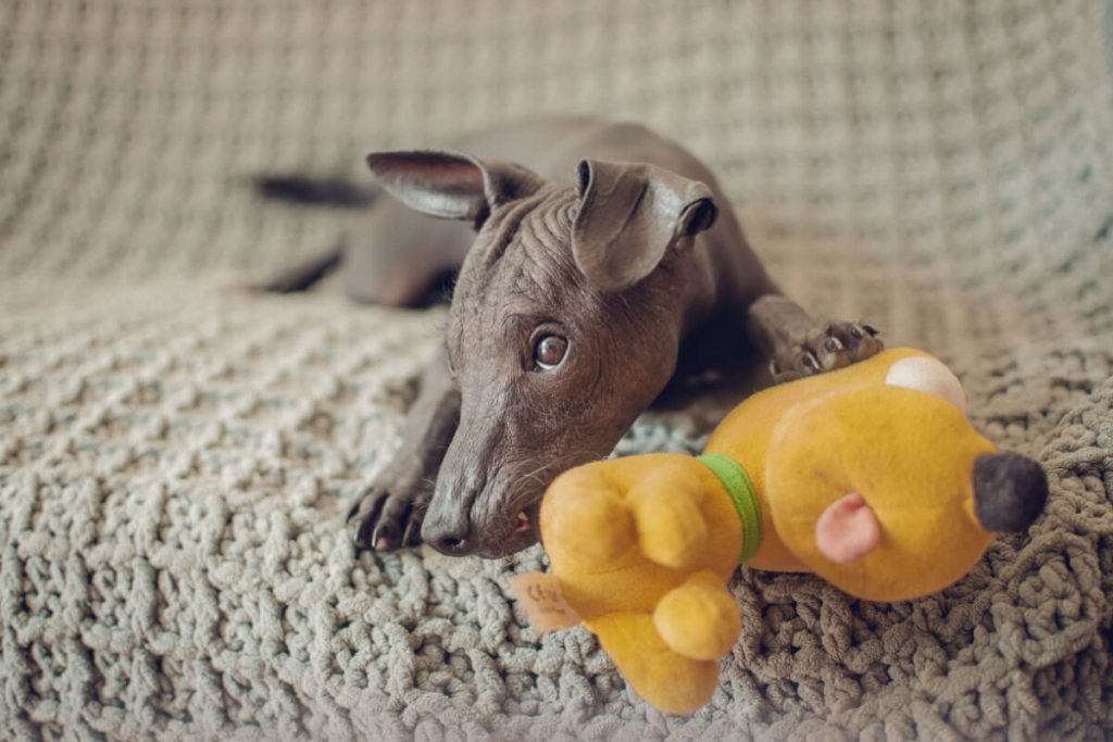 Conheça 4 raças de cachorro sem pelos | Jovem Pan