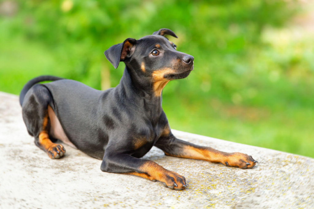 Conheça as características do cachorro da raça pinscher | Jovem Pan