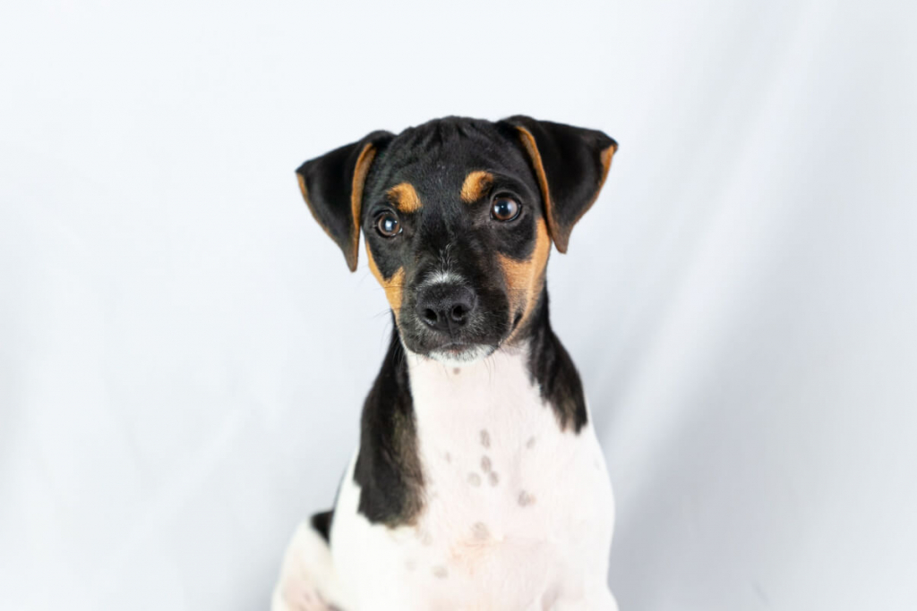 Conheça as características do fox paulistinha | Jovem Pan