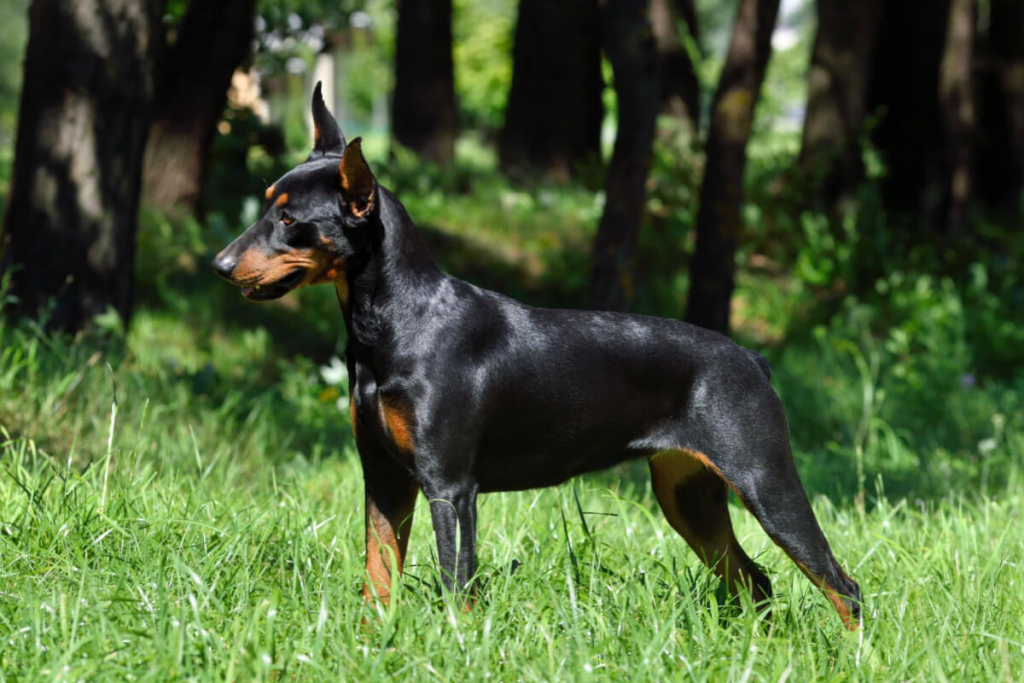 Conheça as características do pinscher alemão | Jovem Pan
