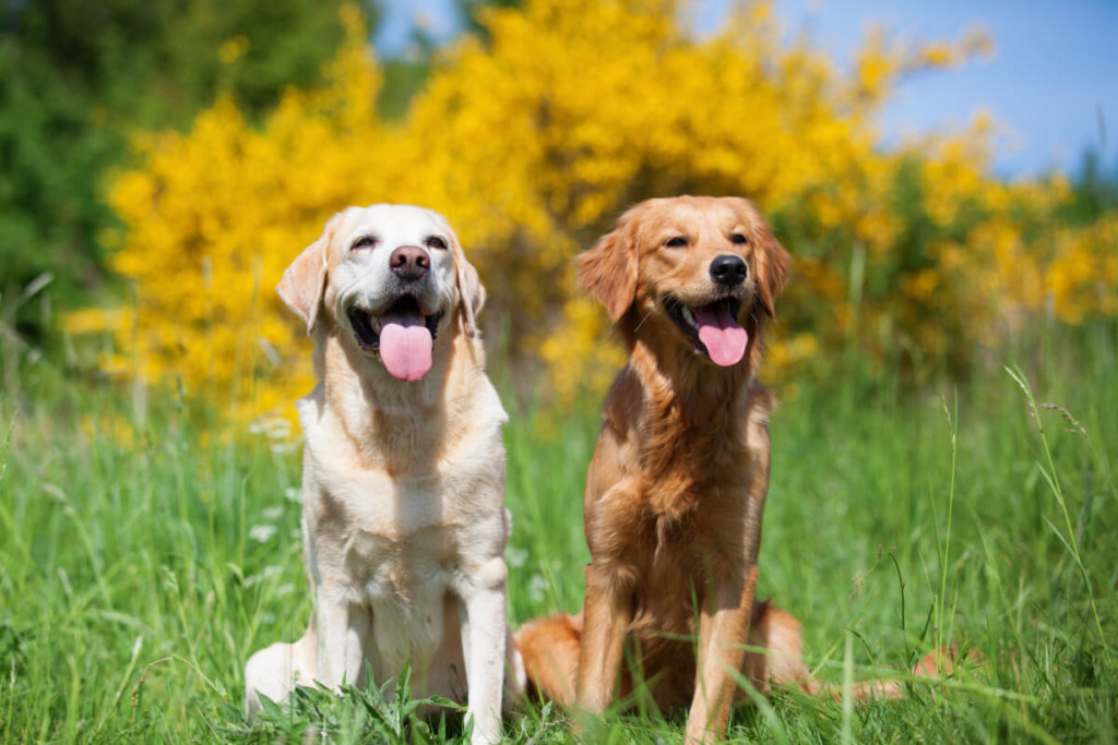10 diferenças entre o labrador e o golden retriever | Jovem Pan