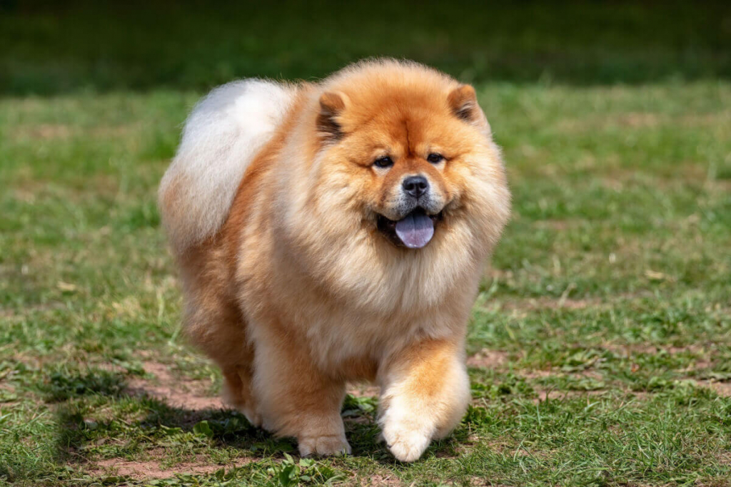 4 características do cachorro da raça chow chow | Jovem Pan