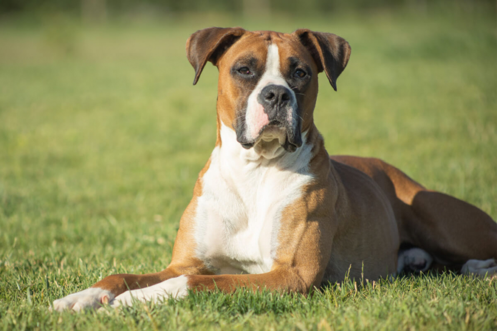 4 características do cachorro da raça boxer | Jovem Pan