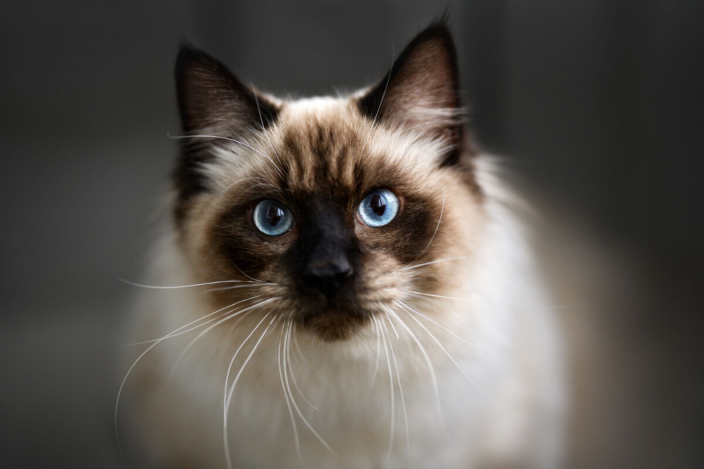 4 características do gato da raça ragdoll | Jovem Pan