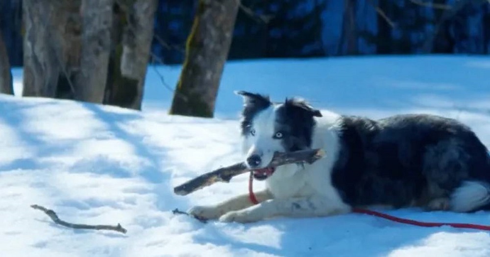 Cachorro Messi, estrela de "Anatomia de Uma Queda", vai entrevistar ...