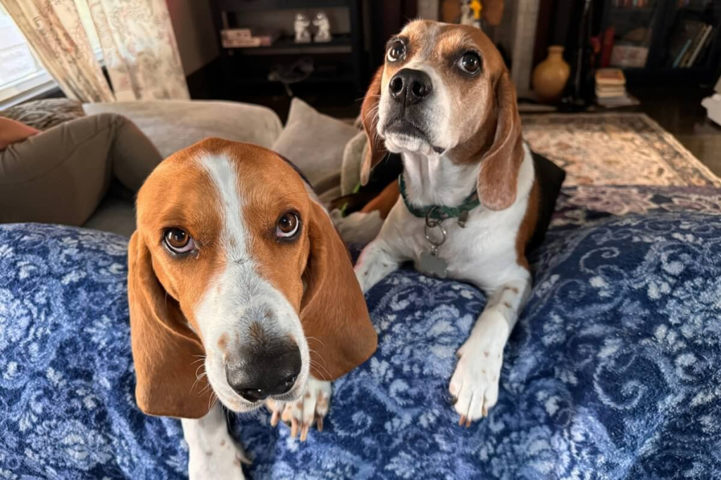 9 diferenças entre as raças beagle e basset hound | Jovem Pan