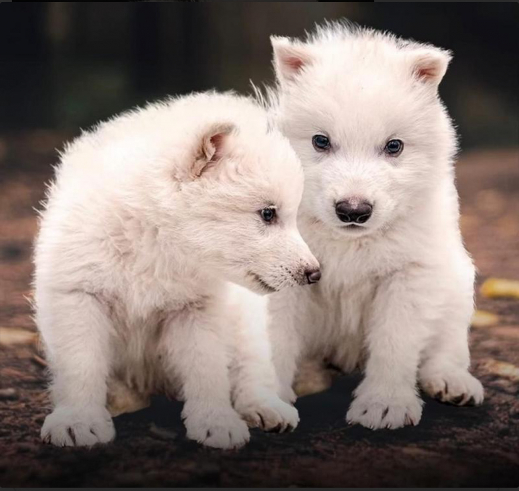 Desextinção: espécie de lobo de 12 mil anos atrás voltou? | Jovem Pan