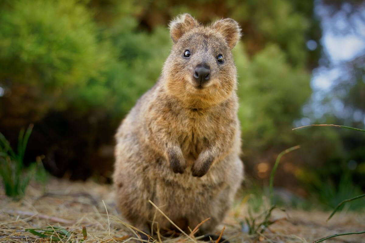 7 curiosidades interessantes sobre o quokka | Jovem Pan